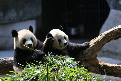 replacing pandas with polars a practical guide confessions of a