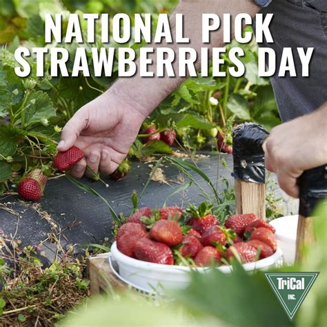 Trical Inc On Linkedin Nationalpickstrawberriesday