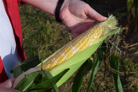 Early Sweet Corn Is Attractive But Comes At A Risk News