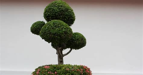 Bonsai Tre 8 Tips Og Råd For å Komme Igang Med Bonsai Tre