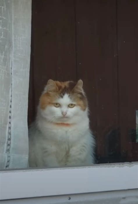 Пин от пользователя Deasha Mitchell на доске My Pictures в 2025 г Котята Домашние животные