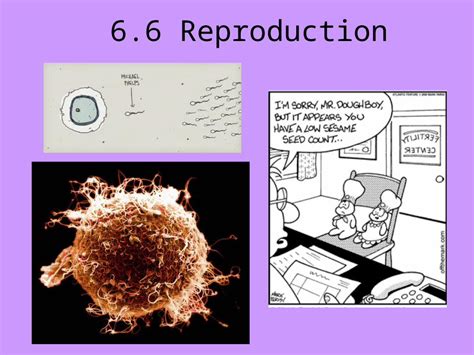 PPT Reproduction ASSESSMENT STATEMENTS Draw And Label Diagrams Of The Adult Male And