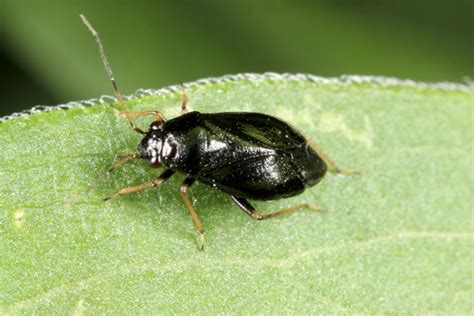 Plant Bug Slaterocoris Stygicus BugGuide Net