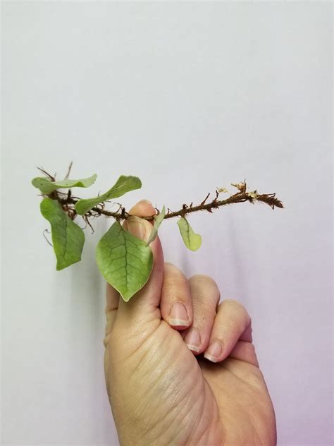 Microsorum Linguiforme Etsy