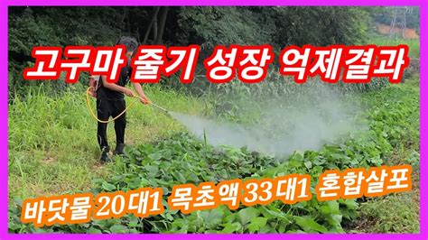 고구마 줄기 성장 억제 결과는 바닷물20대1 목초액 33대1 혼합살포~ Youtube