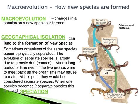 Packet 9 Evolution Ppt Download