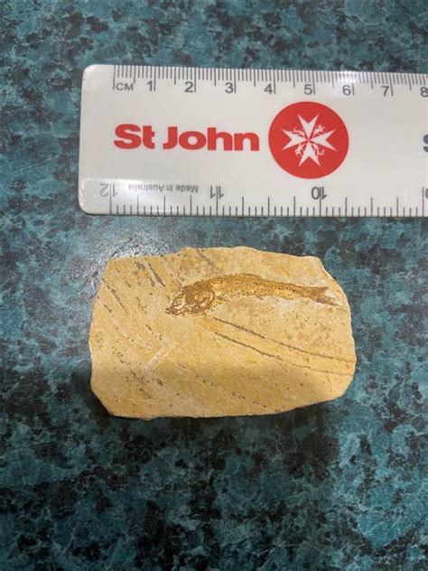 FISH Fossil ID The Fossil Forum