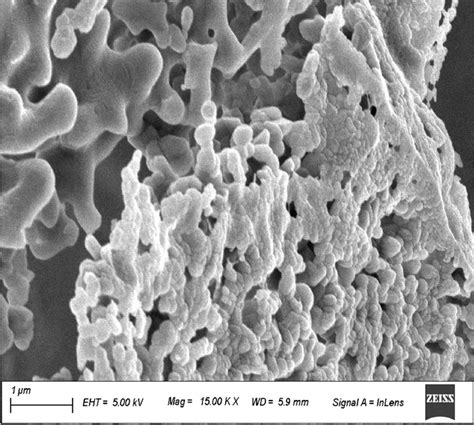 field emission scanning electron micrograph fe sem analysis of