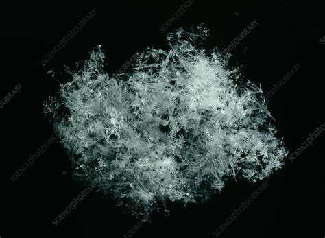 Cluster Of Snowflakes Stock Image E127 0101 Science Photo Library
