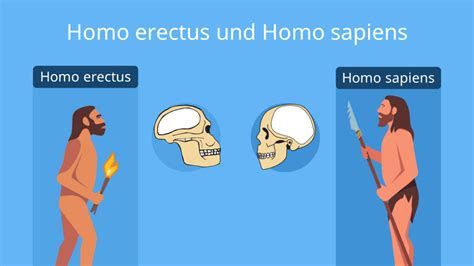 Homo Sapiens • Erklärung Merkmale · [mit Video]