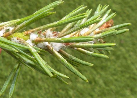 Pine Woolly Aphid Naturespot