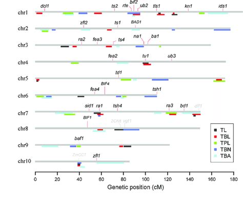 Genomic Distribution Of Tassel Trait Quantitative Trait Loci Qtls And Download Scientific