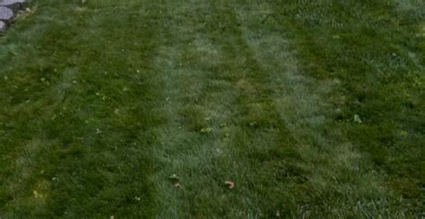 Grass Cutting Forest Landscaping Services