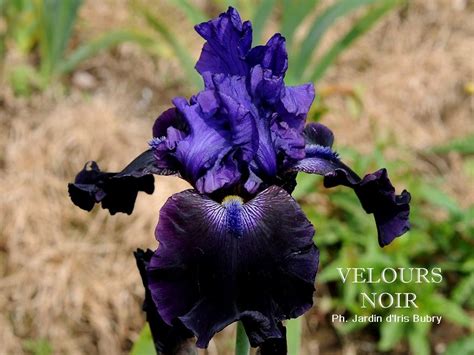 Iris Bourdillon