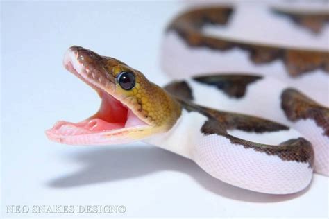 Piebald Reticulated Python Thanks To Herp Alliance Fb Cute