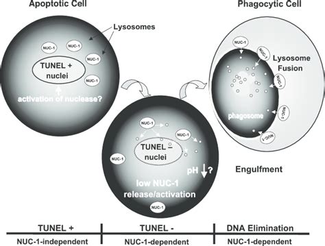 Role Of Nuc 1 In Pcd And Engulfment Mediated Dna Degradation In C