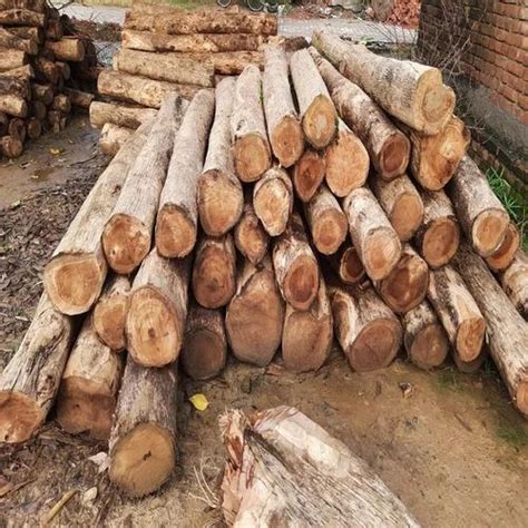 Brown Round Maple Wood Logs For Furniture Thickness 25mm At ₹ 800