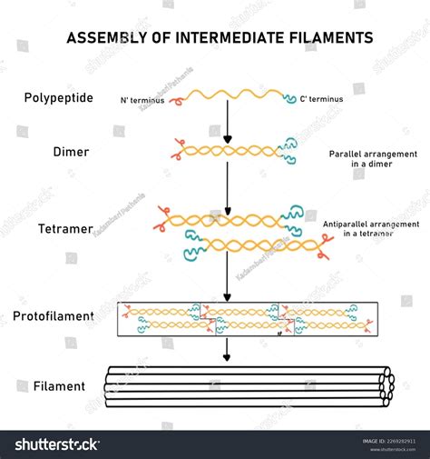 Intermediate Filament Function