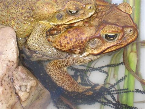 Professor Rick Shine Finds Pioneer Cane Toads Have Smaller Testicles NT News