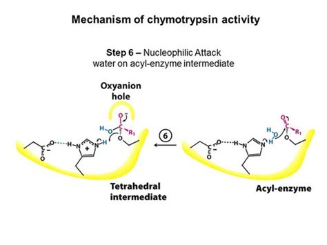 Lecture 10- Enzyme Mechanism Incomplete Flashcards | Quizlet
