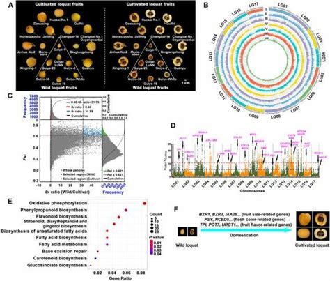 Whole Genome Screen Of Selective Sweep Regions Between Wild And