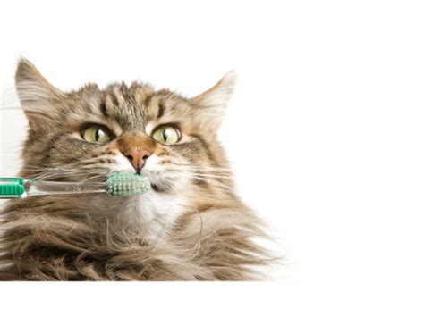 Cat Oral Care Three Steps To Care For Your Cats Teeth