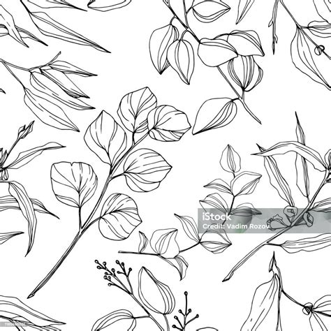 Стокова ілюстрація Векторне Евкаліптове Дерево Залишає Джунглі Ботанічними Чорнобіле