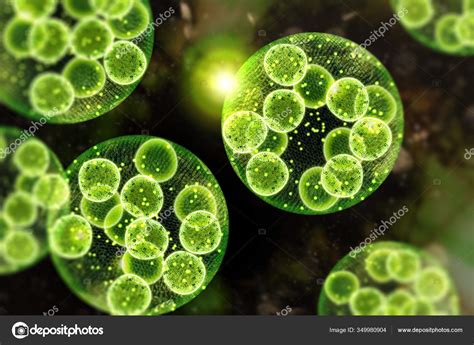 Algae Cell Under Microscope