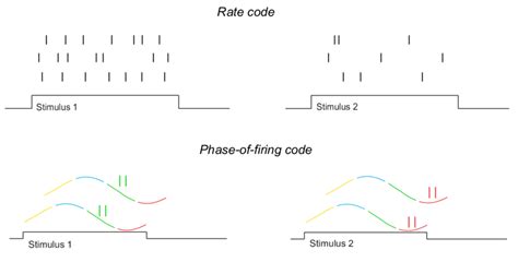 Schematic Cartoon Of Firing ­ Rate Code And Phase ­ Of ­ Firing Code