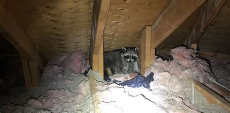 What Does Raccoon Poop Look Like Skedaddle Marietta