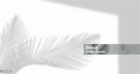 사실적인 흐릿한 자연광 나뭇잎 손바닥 및 창 그림자 오버레이가 벽 종이 또는 프레임 질감 추상 배경 여름 봄 가을에 제품 프레젠테이션 연단 및 모형 계절에 적용됩니다 0명에