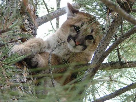 How To Catch A Cougar Kitten Wyofile
