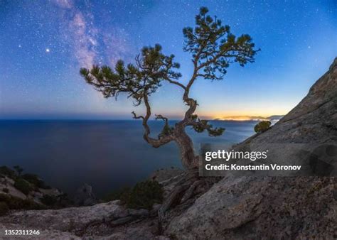 Juniper Pine Photos And Premium High Res Pictures Getty Images