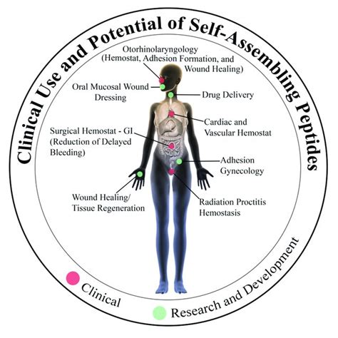 Current And Future Clinical Uses Of The Self Assembling Peptide Download Scientific Diagram