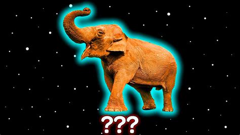 13 Elephant Sound Variations In 193 Seconds Youtube