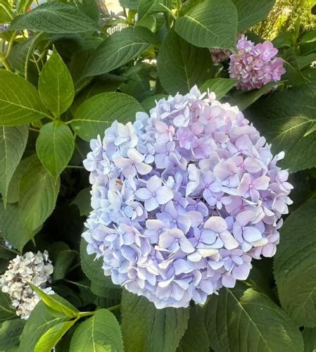 Garden Club Names Meek Residence July Yard Of The Month Features