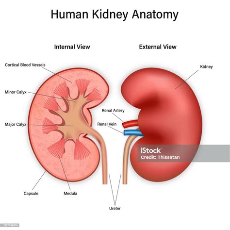 백색 배경에 고립 된 인간의 신장 해부학의 전면 및 내부 보기 3d 벡터 그림입니다 콩팥 내부 기관에 대한 스톡 벡터 아트 및 기타 이미지 콩팥 내부 기관 해부학