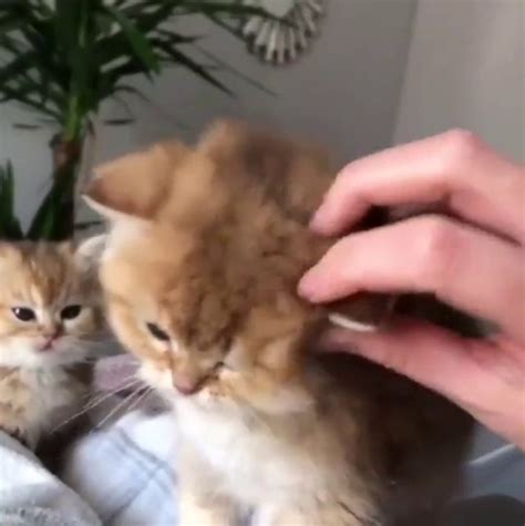 Tumblr Q49jziTkLV1xgom7z Smart1