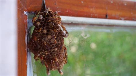 A Close Up Shot Of Yellow Paper Wasp Nest On A Window Pan Paper Wasps Are Vespid Wasps That A Close Up Shot Of Yellow Paper Wasp Nest On A Window Pan Paper Wasps Are Vespid Wasps That
