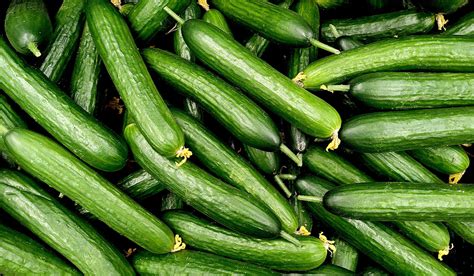 Cucumber What Is Growing Types And Health Properties