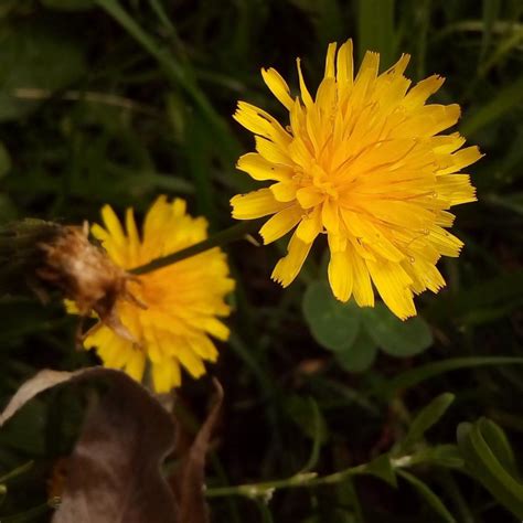 Autumn Hawkbit Beewildgardens