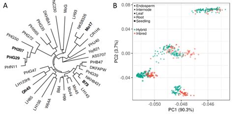 Genetic Distance And Transcriptomic Relationship Of Maize Inbred Lines