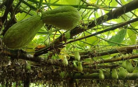 မိုင်းဆတ်မြို့၌ ကောင်းမှုတန်ကျေးရွာမှ ဆူကာသီးစိုက်ပျိုးရောင်းချသူမ