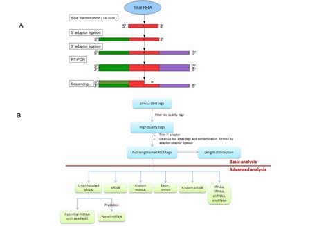 Solexa Sequencing Identification Of Conserved And Novel Micrornas In