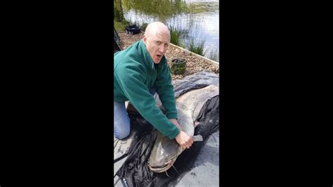 How To Sex Wels Catfish Youtube