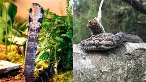 King Cobra And Python Kill Each Other In Fight