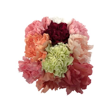 Assorted Carnations Rainbow Large Voilà Online Groceries And Offers