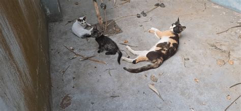 Two Tiny Criminals Spotted With Their Mommy Rillegallysmolcats