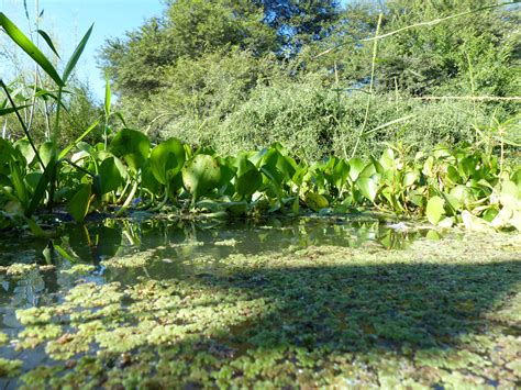 Gran Hallazgo Un Nuevo Pez Killi Gigante Unlp