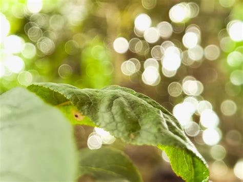 西瓜的尾巴的个人空间颇可